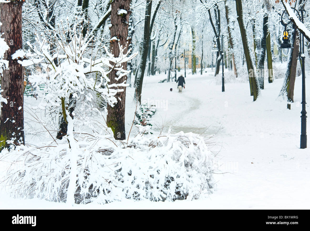 snowbound trees and old woman in winter city park (dull day Stock Photo ...