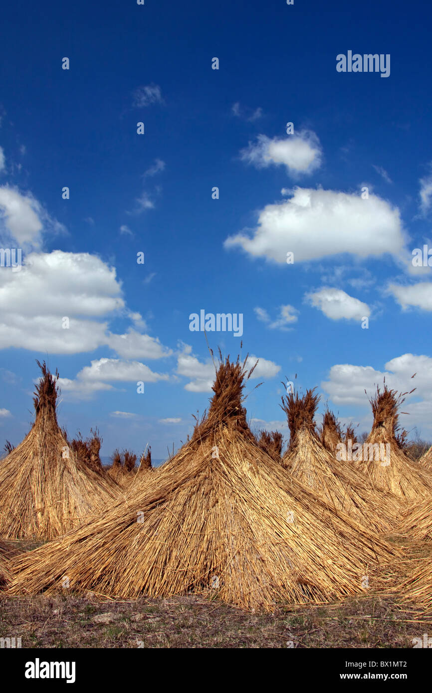 Phragmites grass harvesting hi-res stock photography and images - Alamy