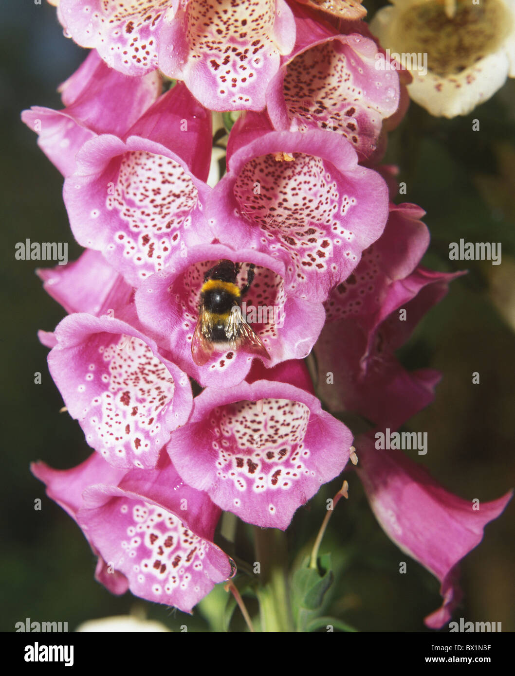 Plant flower cultivates red thimble digitalis foxglove purpurea purple ...