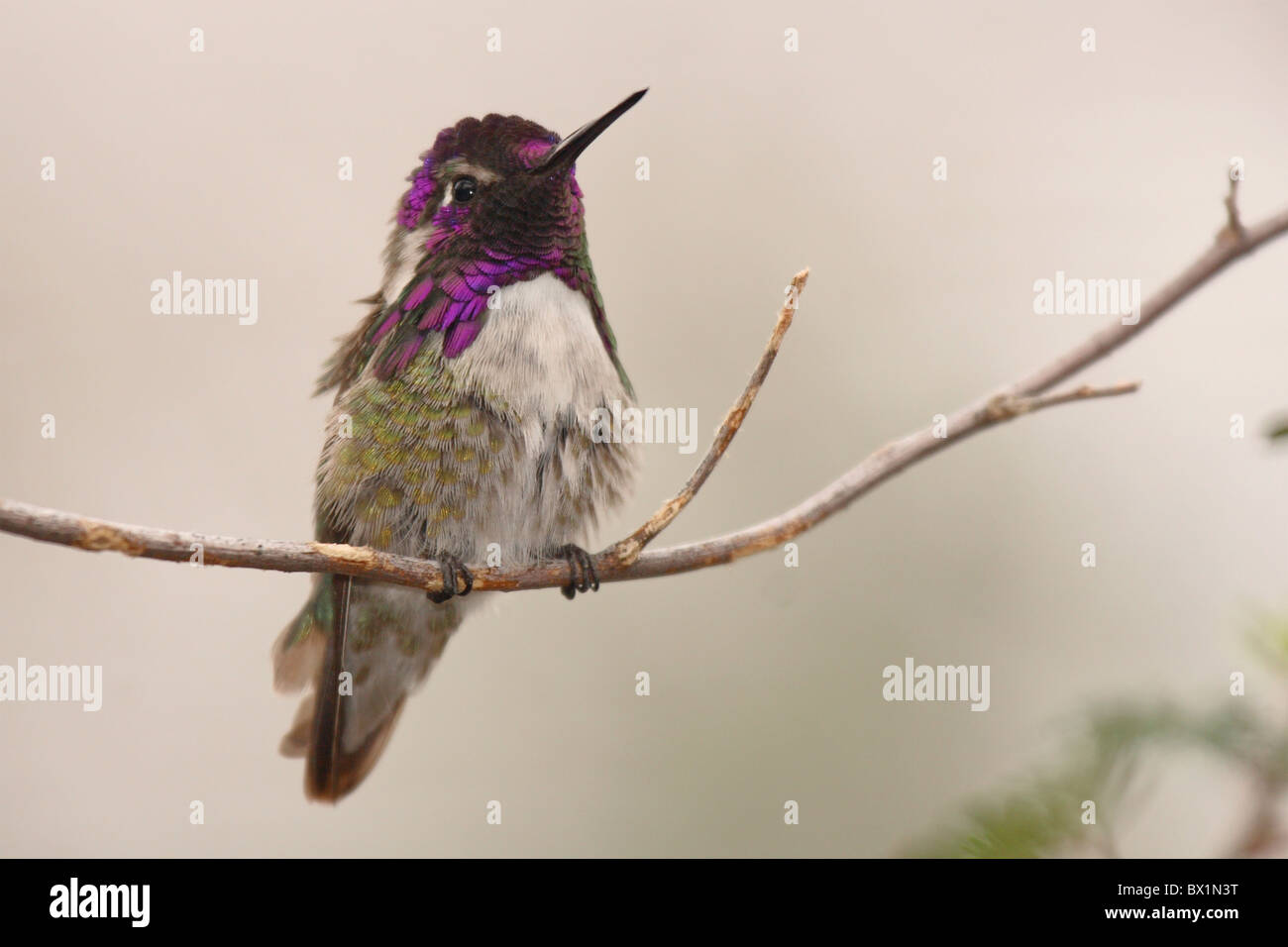 A Costa's Hummingbird on a thin perch Stock Photo - Alamy