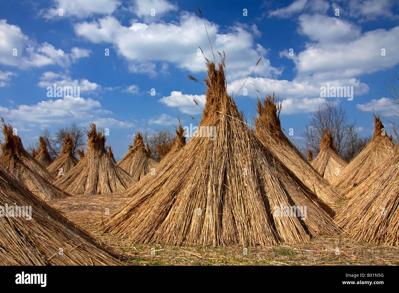 Common Reed (Phragmites australis / Phragmites communis) harvested ...