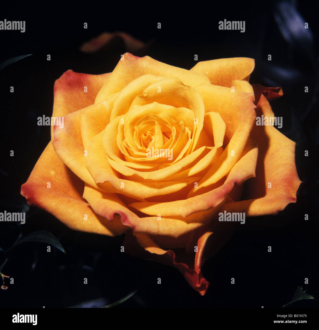 Rose full plant hi-res stock photography and images - Alamy