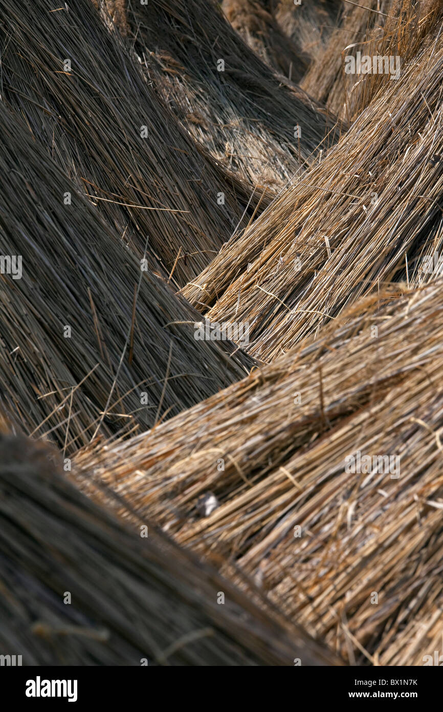 Common Reed (Phragmites australis / Phragmites communis) harvested ...