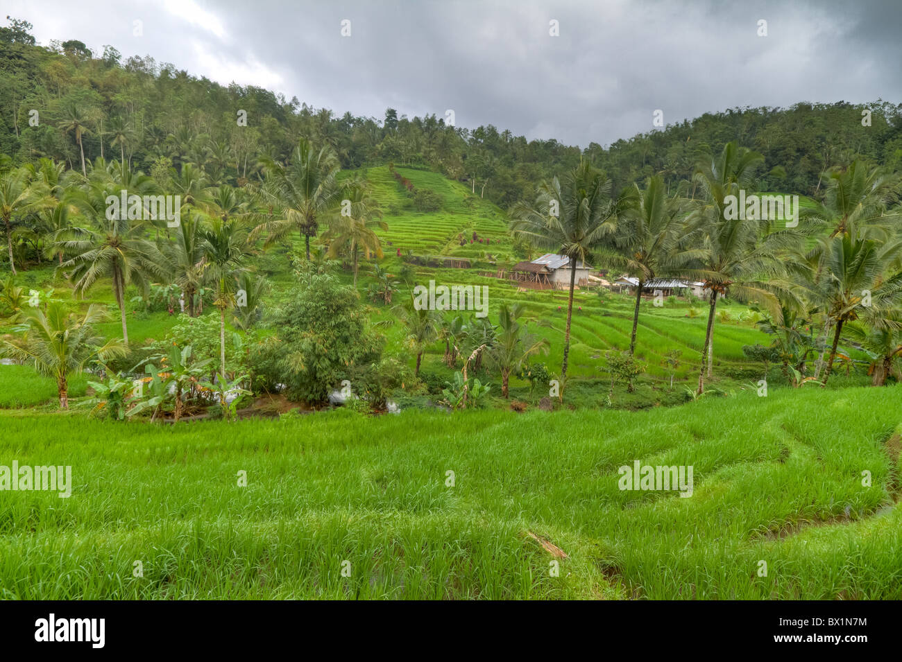 typical terrace rice fields of Bali, Indonesia Stock Photo - Alamy