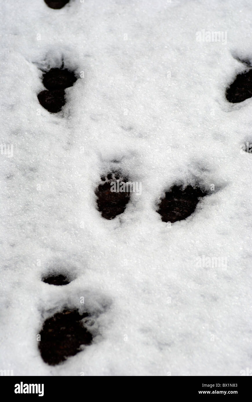 Badger footprint in the snow Stock Photo - Alamy