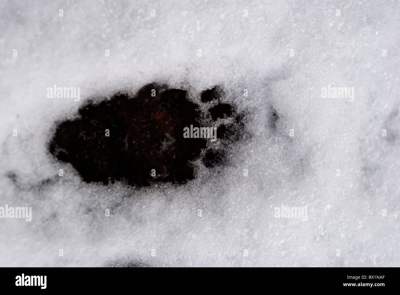 Badger Tracks In Snow