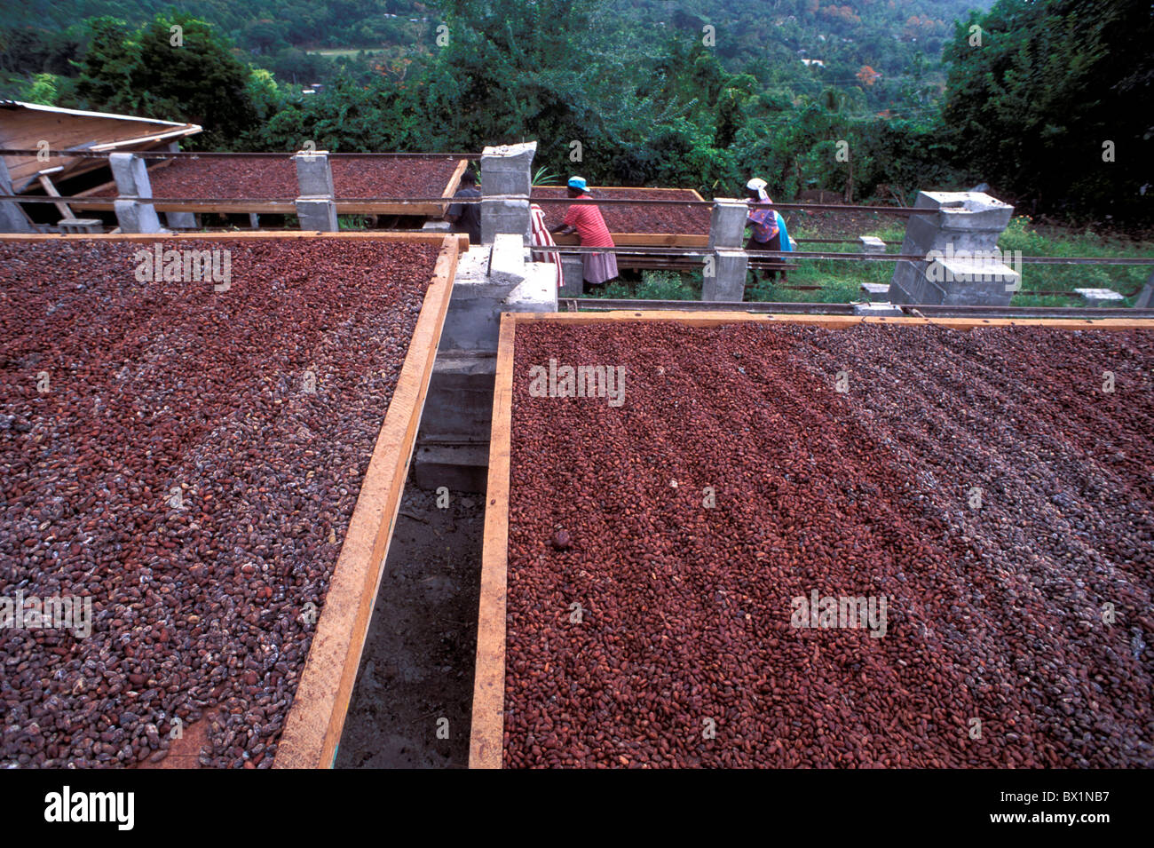 agriculture beans cocoa display dry food Grenada industry plantation ...