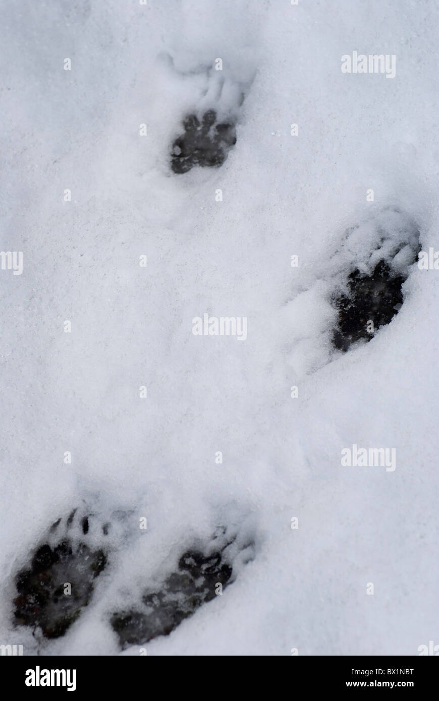 Badger Tracks In Snow