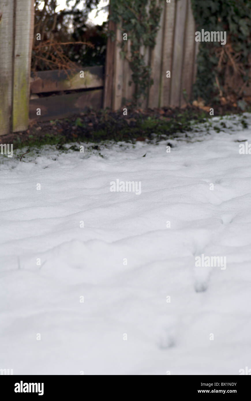Badger foot prints hi-res stock photography and images - Alamy