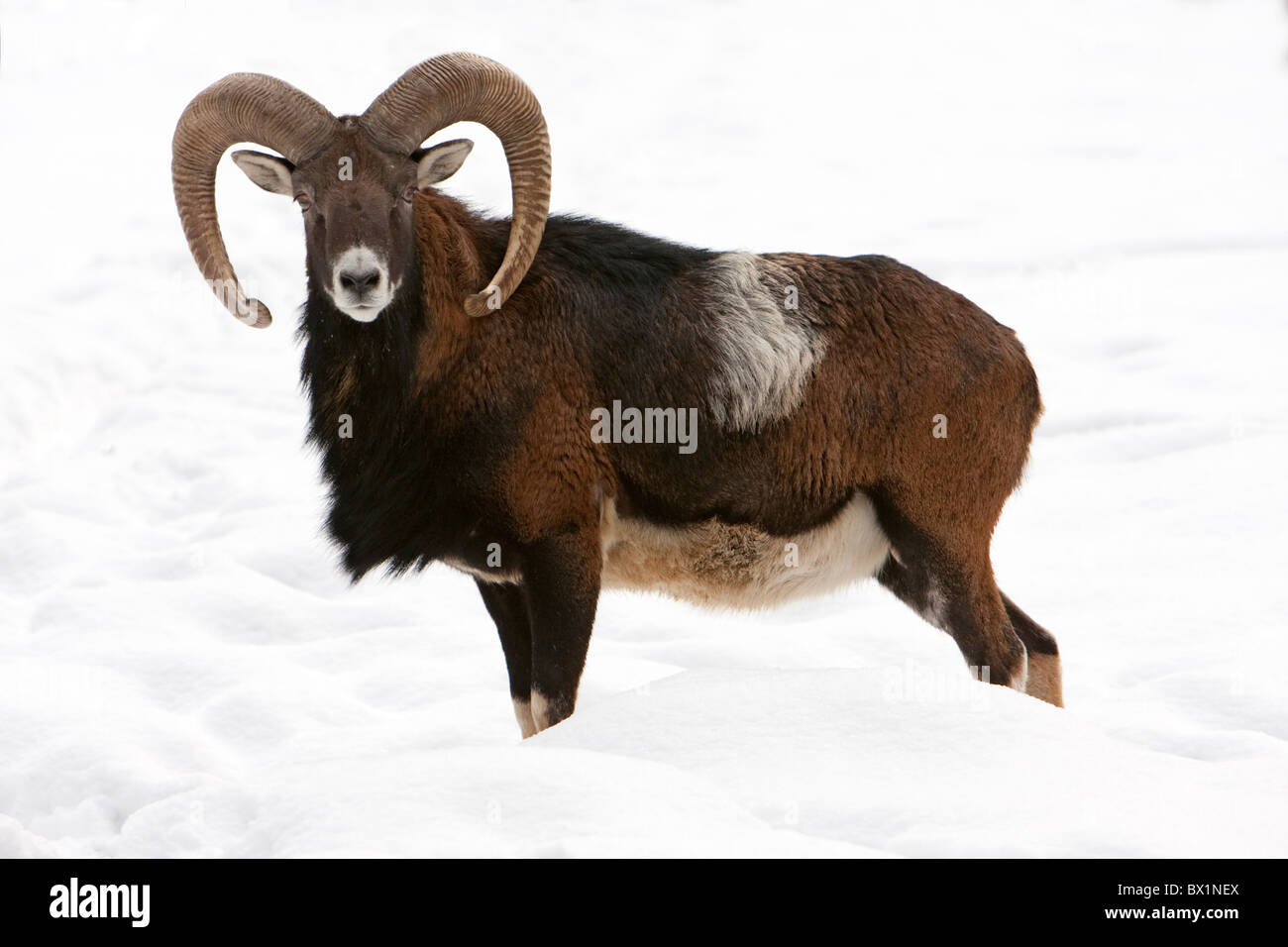 Mufflon comun hi-res stock photography and images - Alamy