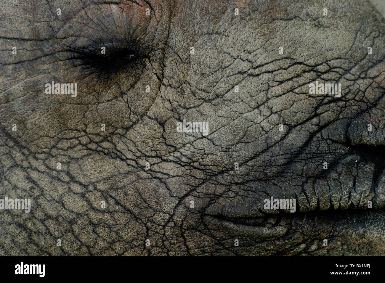Skin of the face hi-res stock photography and images - Alamy