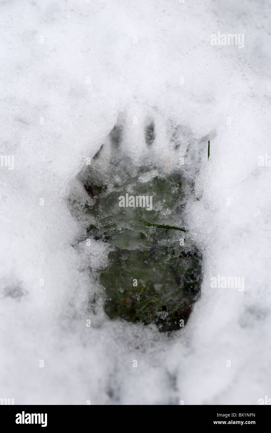 Badger foot prints hi-res stock photography and images - Alamy