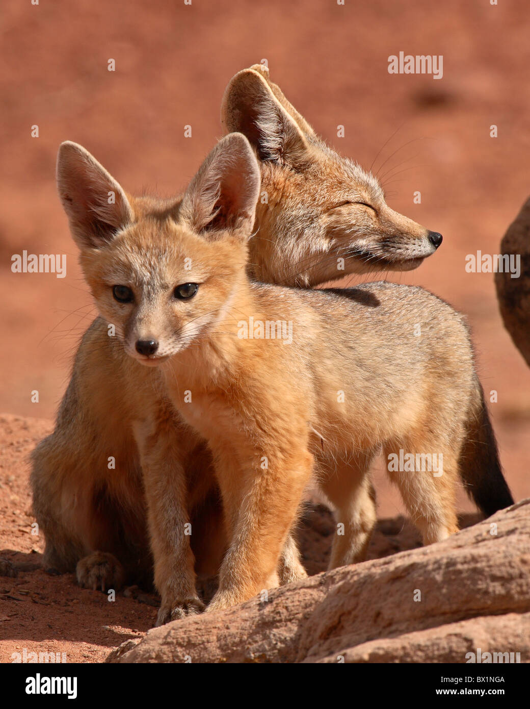 A Kit Fox mother and puppy snuggling Stock Photo - Alamy