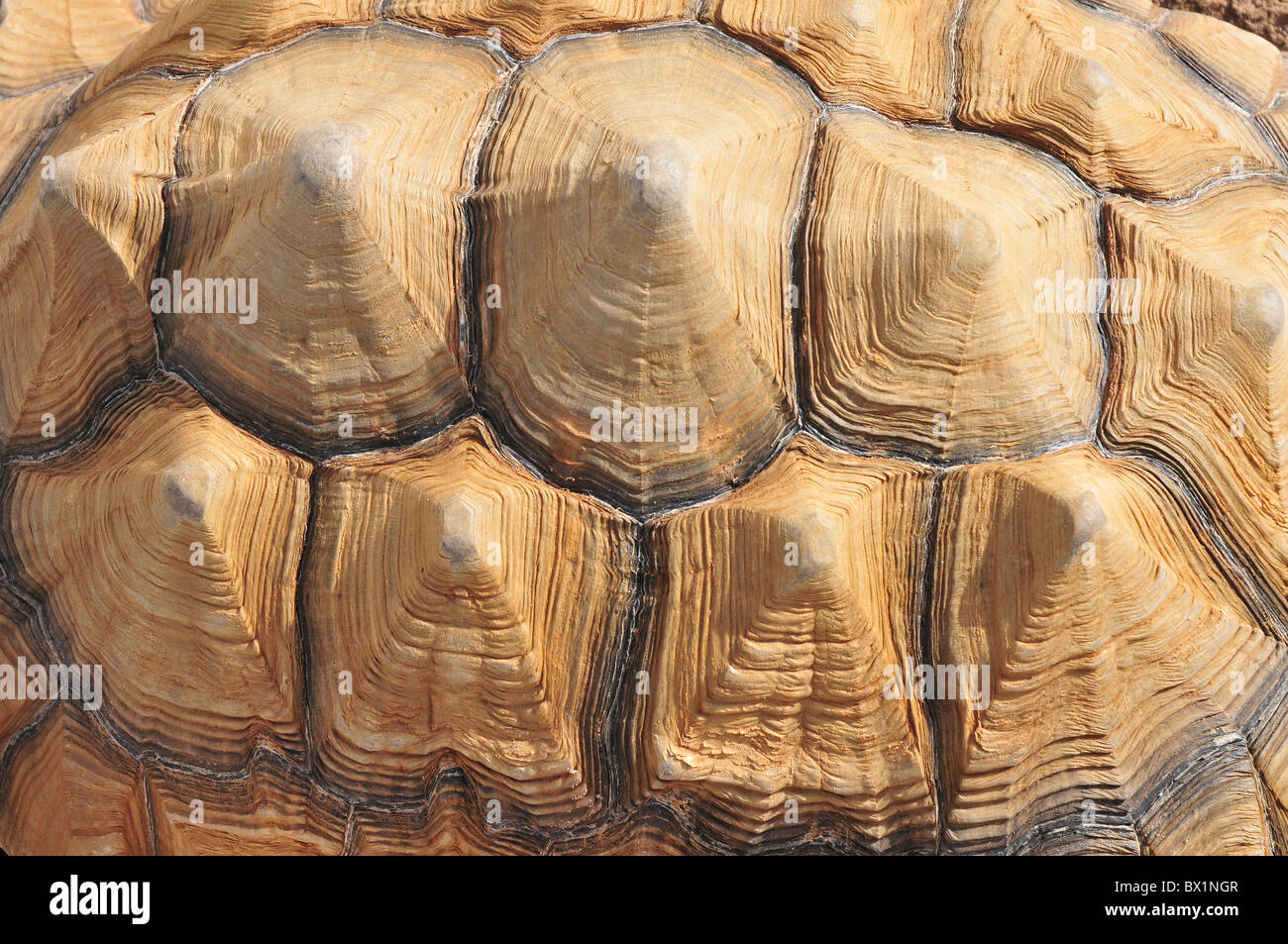 Spur thighed tortoises hi-res stock photography and images - Alamy