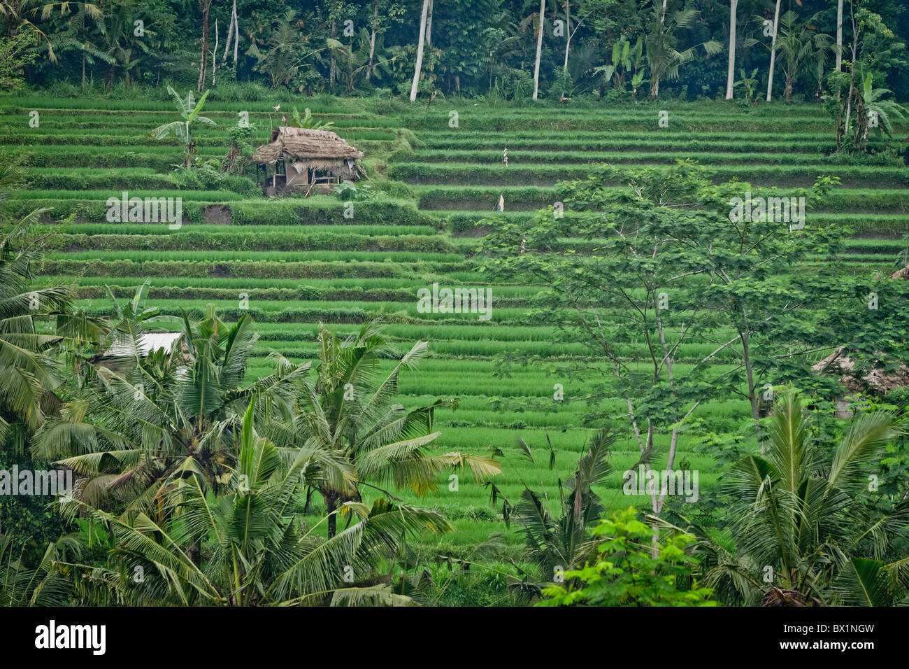 typical terrace rice fields of Bali, Indonesia Stock Photo - Alamy