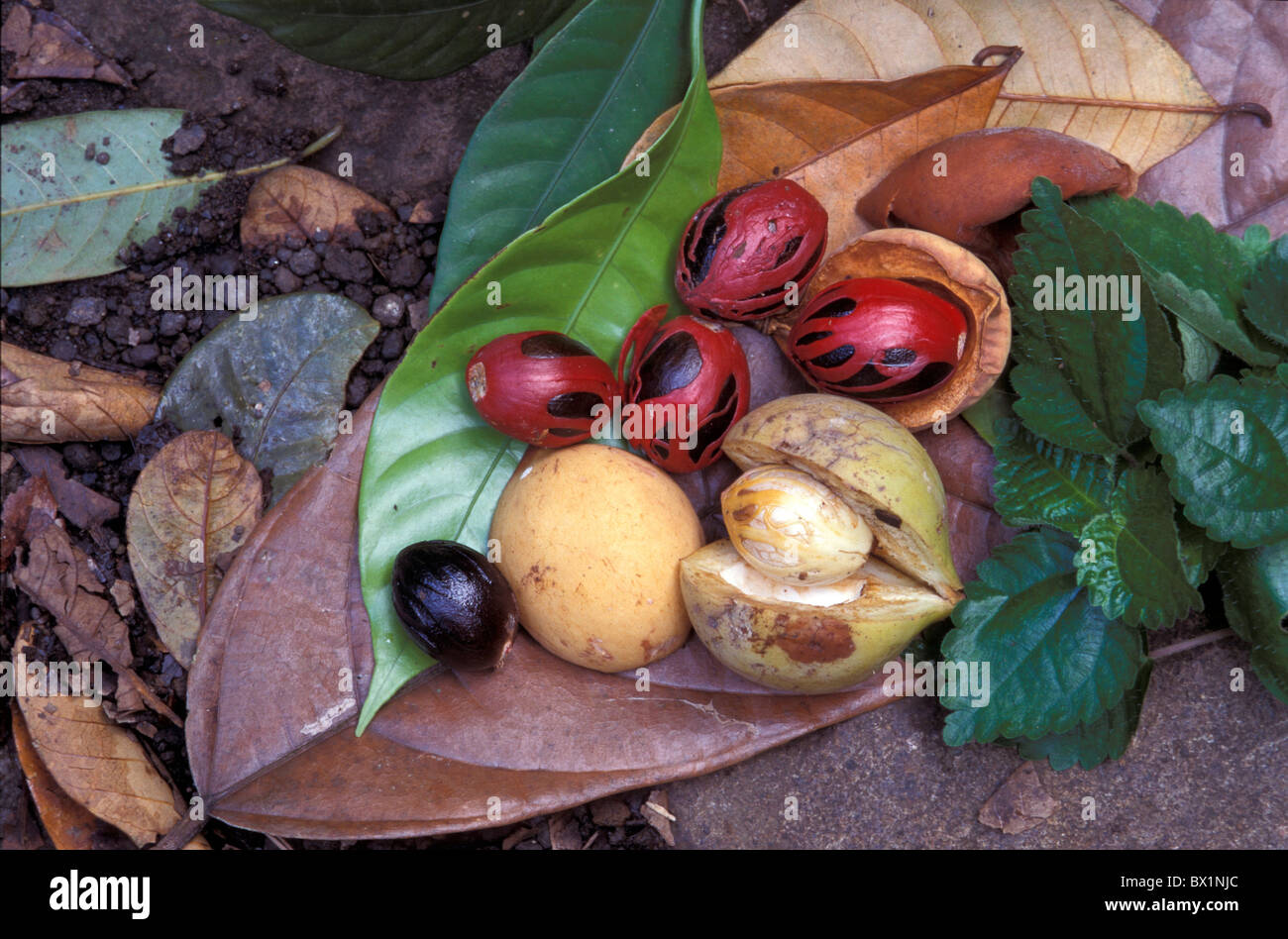 agriculture crop fruit Grenada harvest nutmeg nuts spices still life ...
