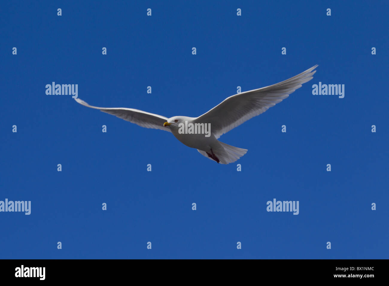 Glaucous gull (Larus hyperboreus) in flight, West-Greenland, Greenland ...