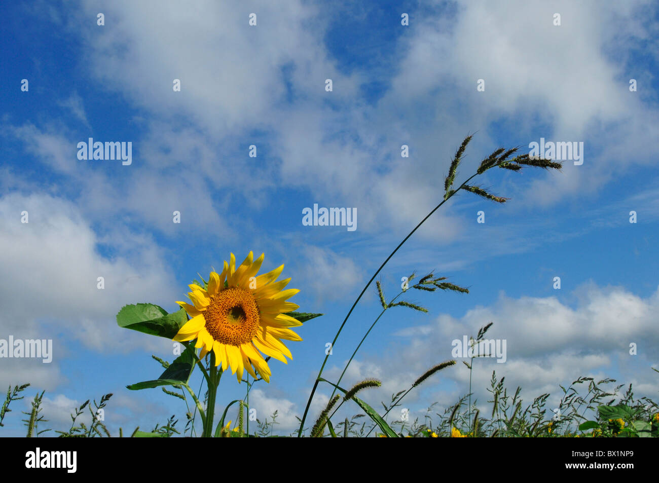 A solitary sunflower absorbing sunlight in the sun Stock Photo - Alamy