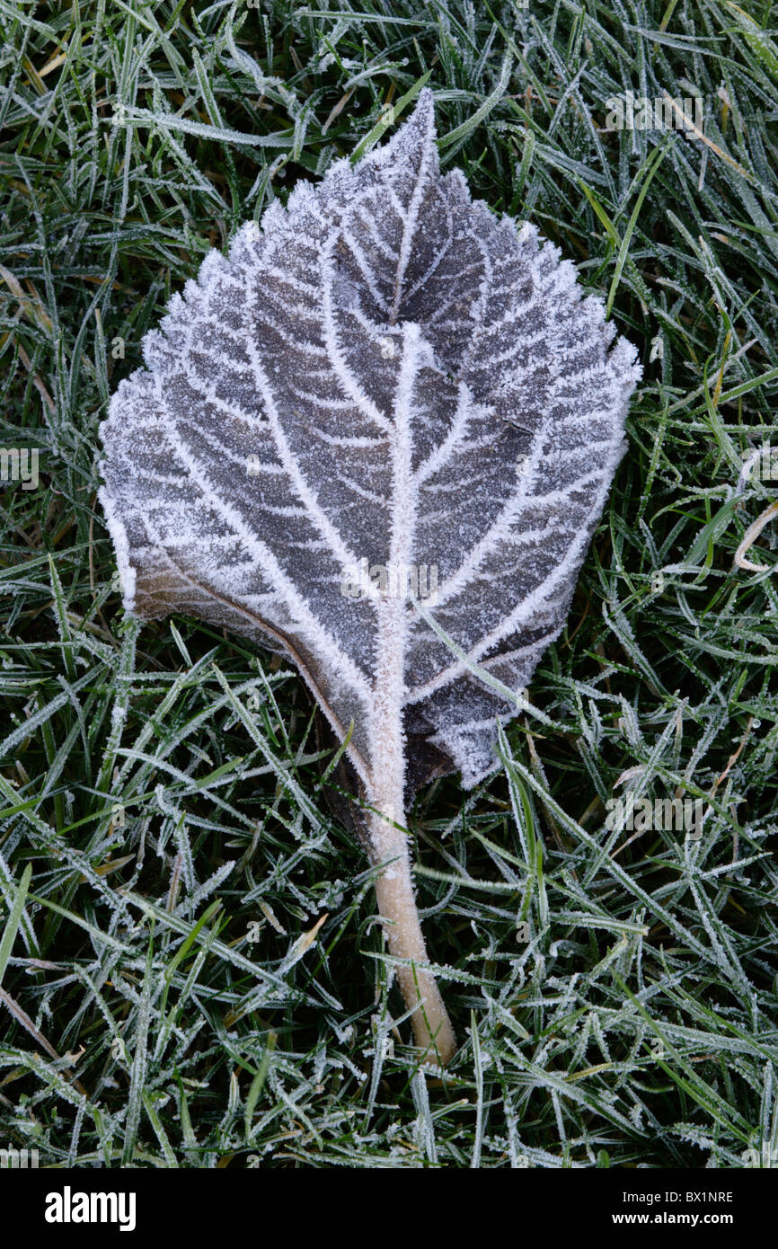 Frozen leaf in grass Stock Photo - Alamy