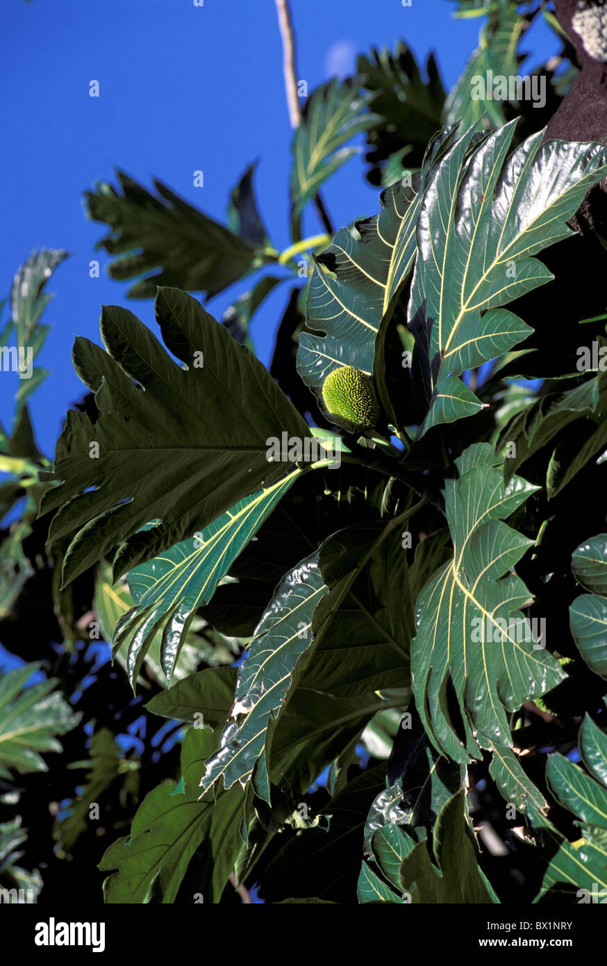 bread fruit bread fruit tree detail Guadeloupe leaves Parc ...
