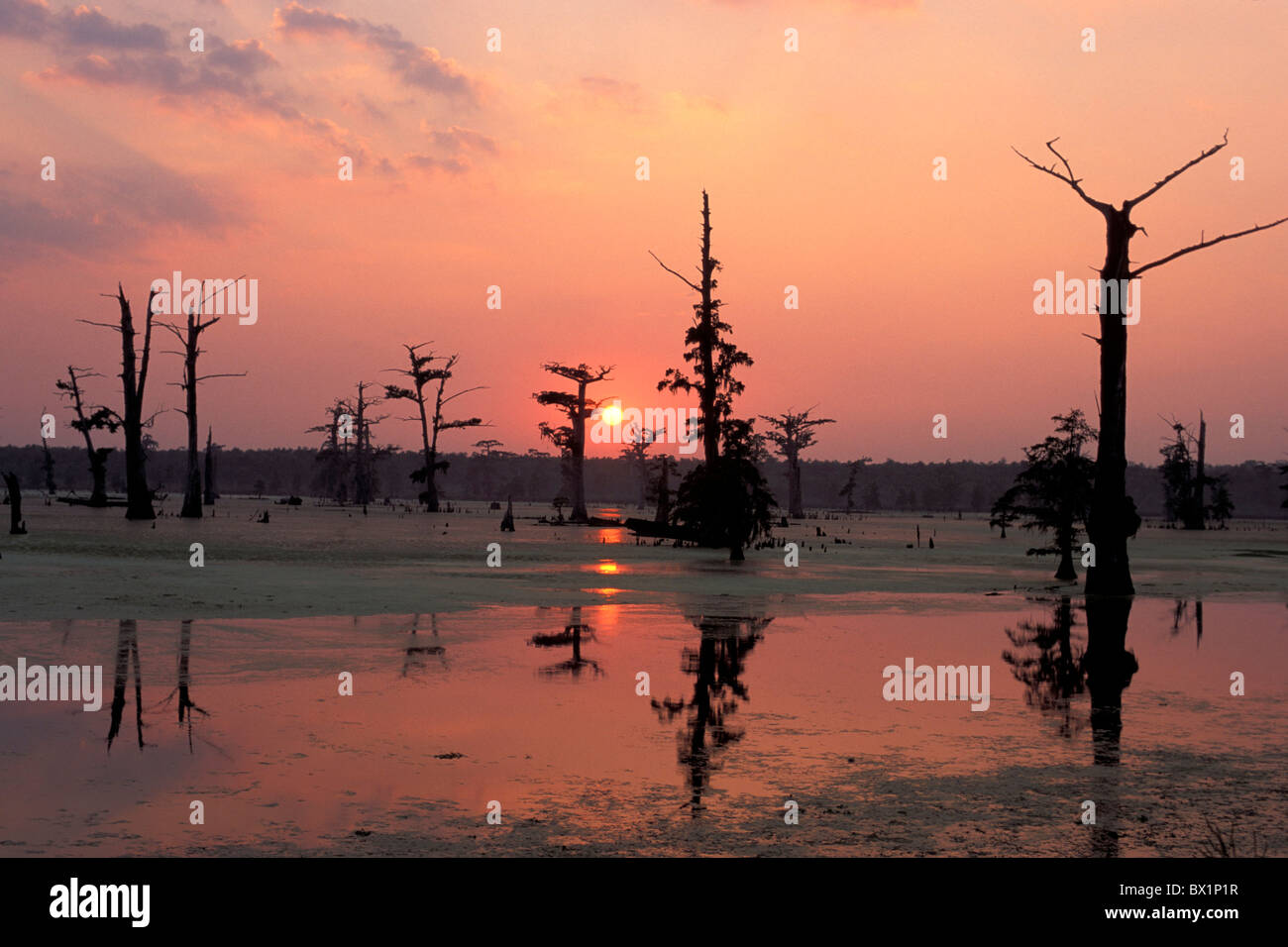alligator Bayou Louisiana marsh mood near Baton Rouge scenery landscape ...