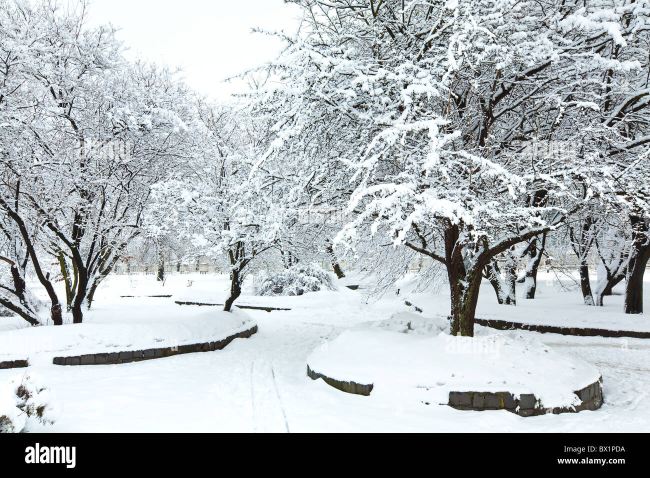 snowbound trees in winter city park (dull day Stock Photo - Alamy