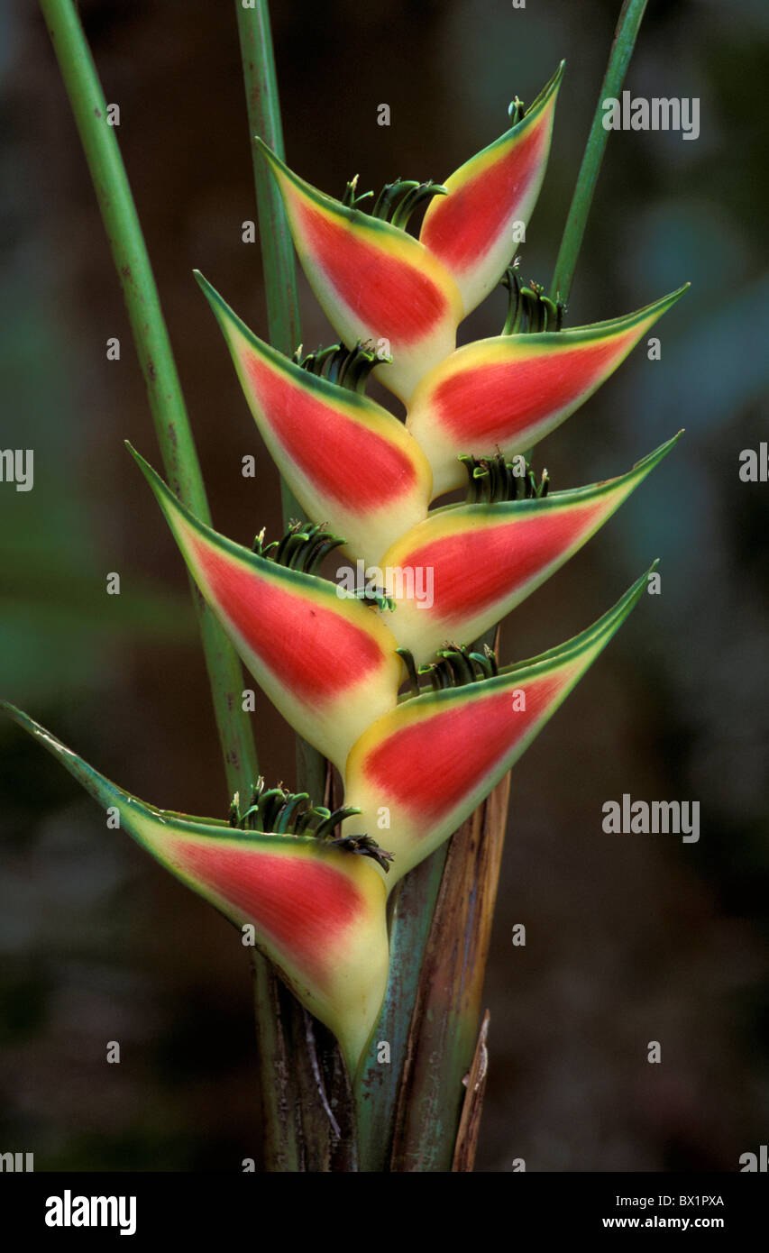 Heliconia Blossom How To Grow And Care For Dwarf Jamaican Heliconia