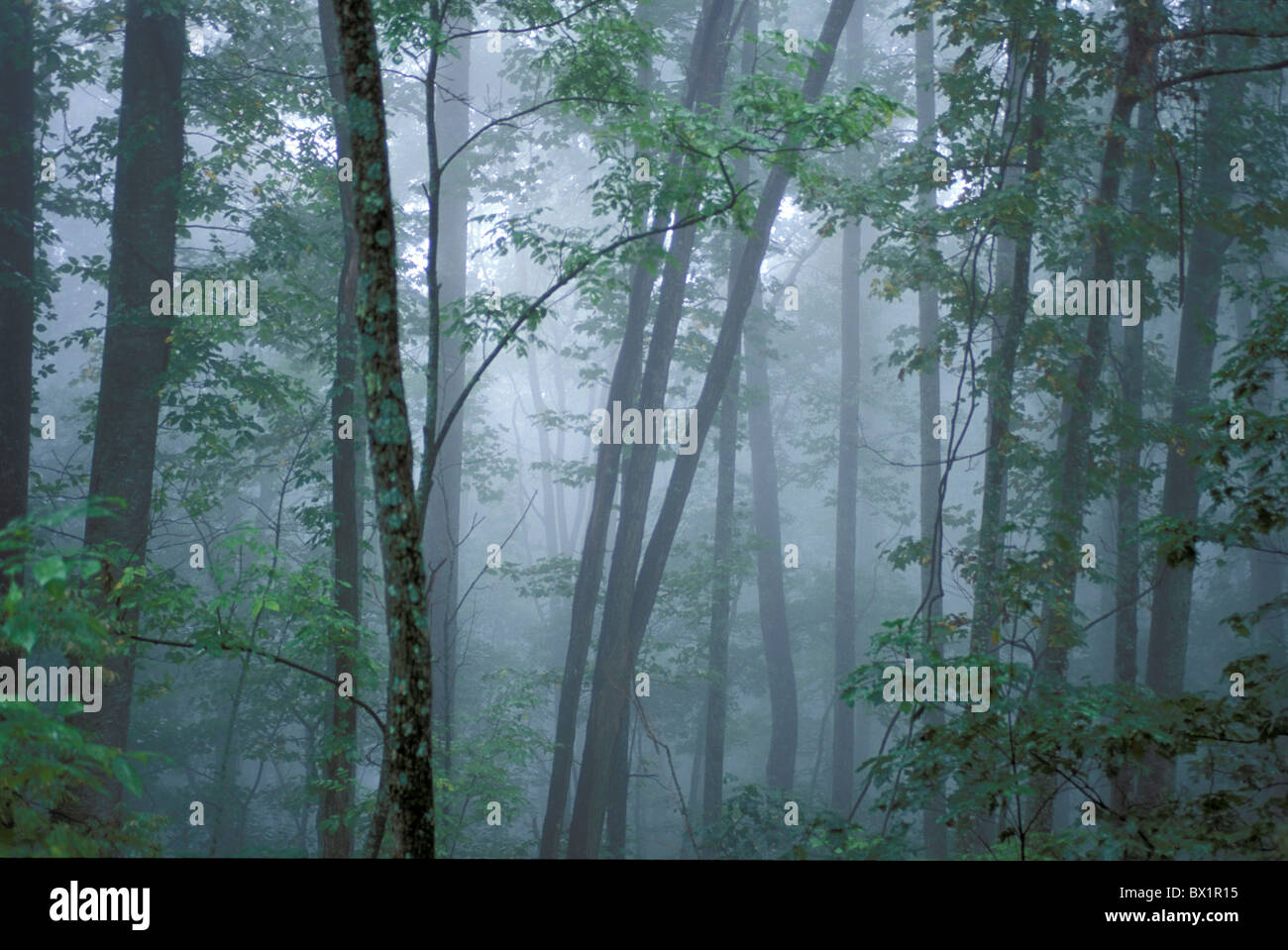 fog broadleaf forest Great Smokey Mountains national park nature park ...