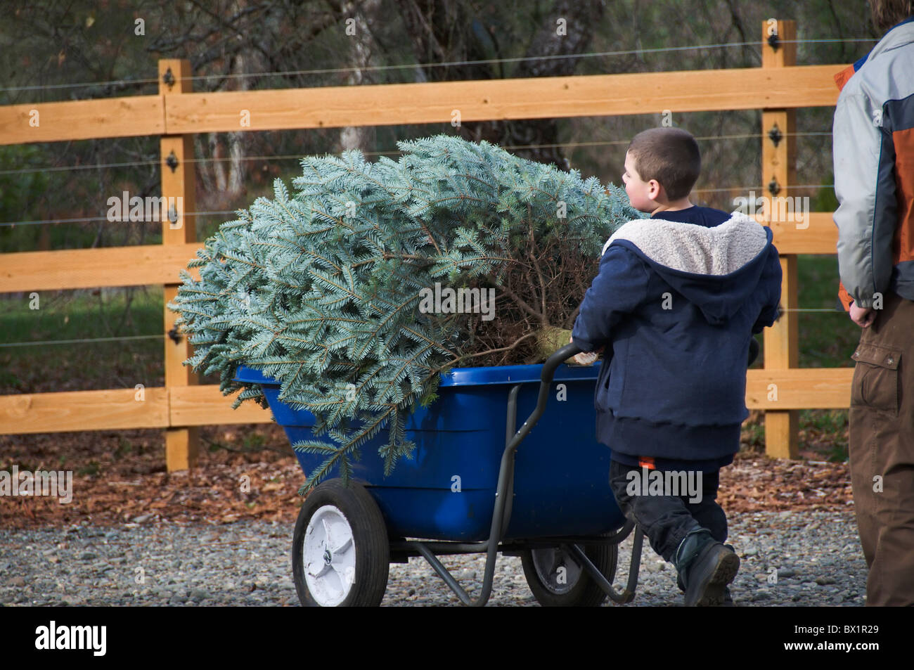 A young boy pushes a wheelbarrow filled with a freshly cut Christmas ...
