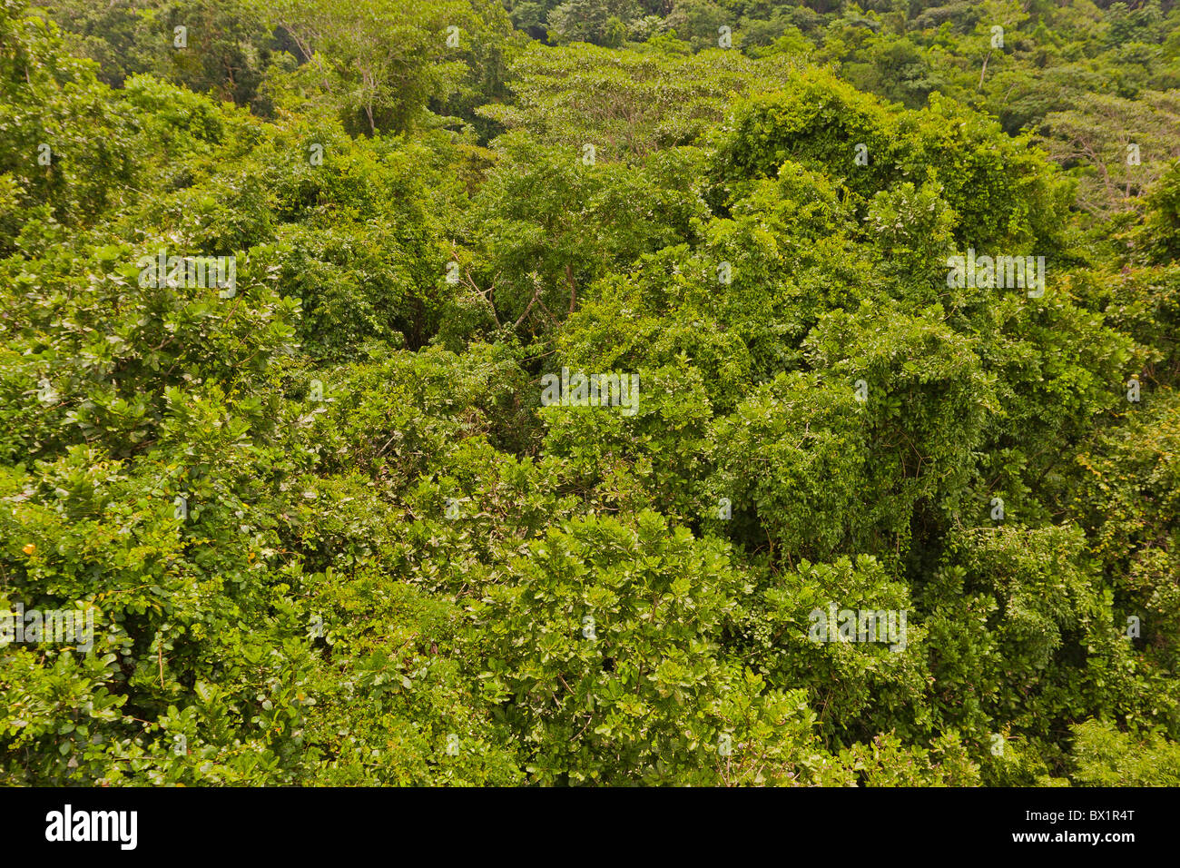 SOBERANIA NATIONAL PARK, PANAMA - Jungle tree canopy, Rainforest ...