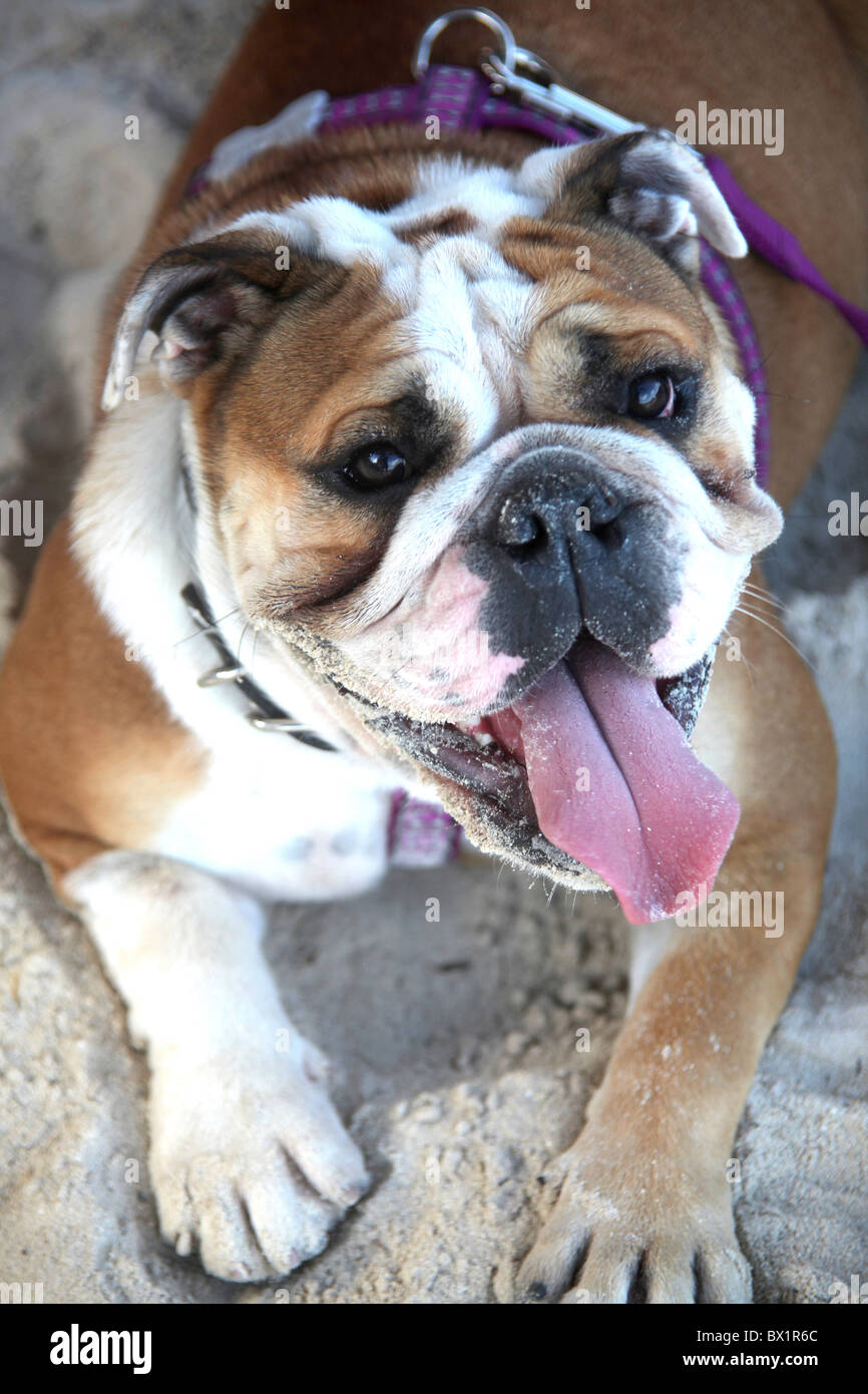 Bulldog relaxing on the beach Stock Photo - Alamy