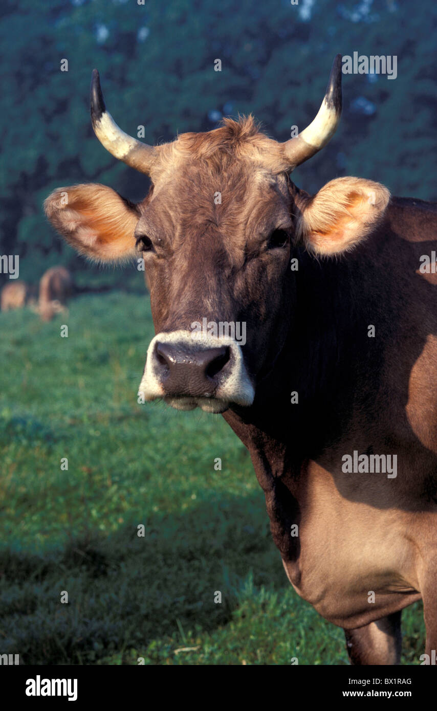 Animal economy hi-res stock photography and images - Alamy