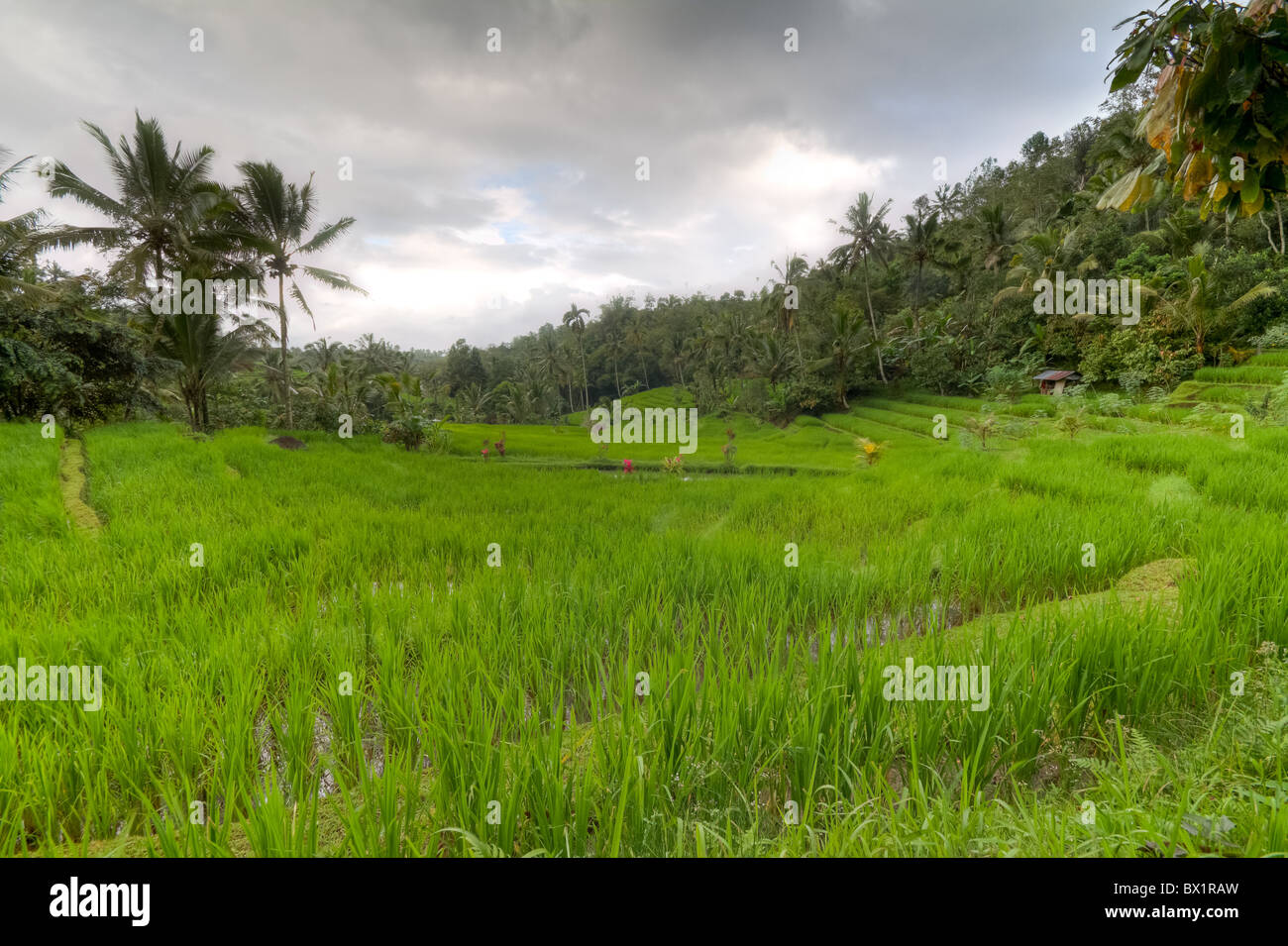 typical terrace rice fields of Bali, Indonesia Stock Photo - Alamy