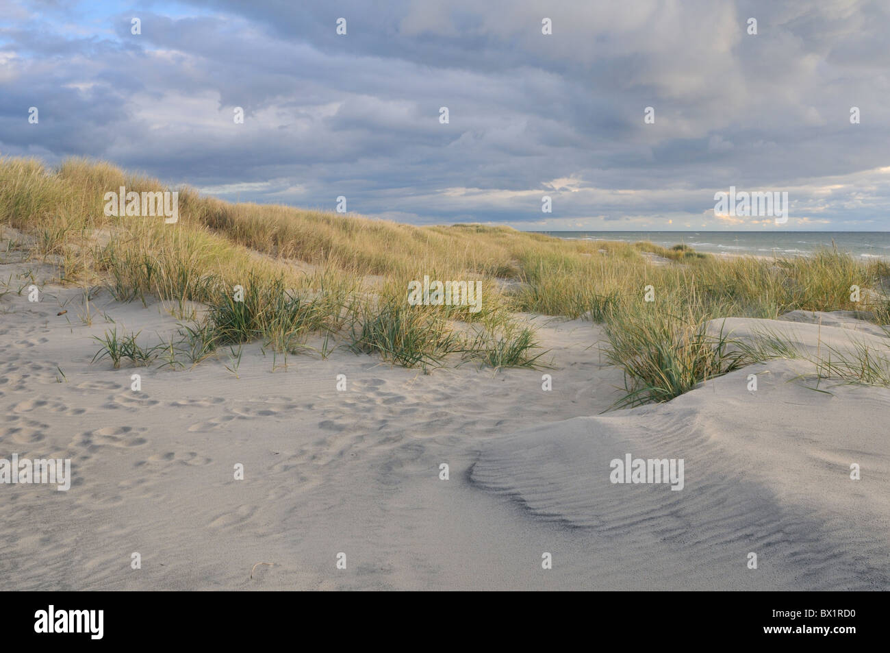 Shifting sand dunes cover the excellent beach Sandhammaren, Sweden ...