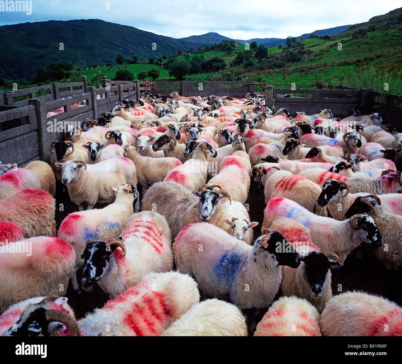 Bonane, County Kerry, Ireland, Sheep Stock Photo - Alamy