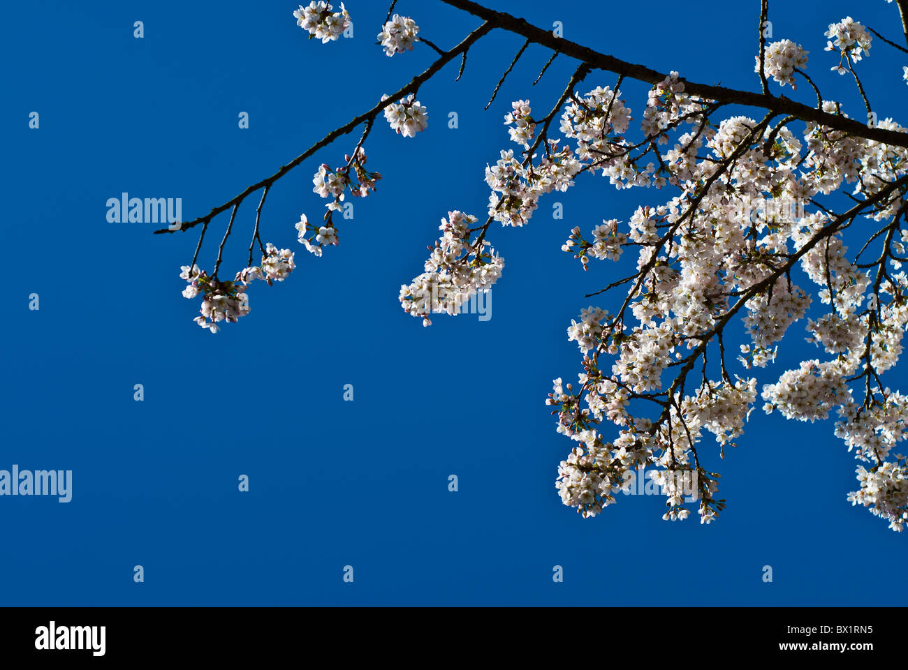 Manchester spring flowers hi-res stock photography and images - Alamy
