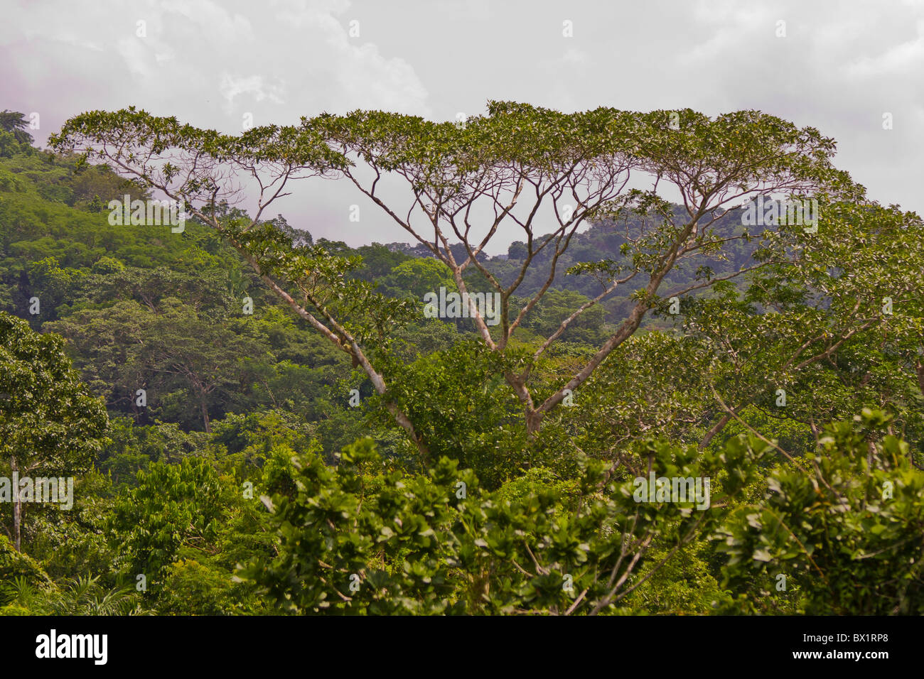 SOBERANIA NATIONAL PARK, PANAMA - Jungle tree canopy, Rainforest ...