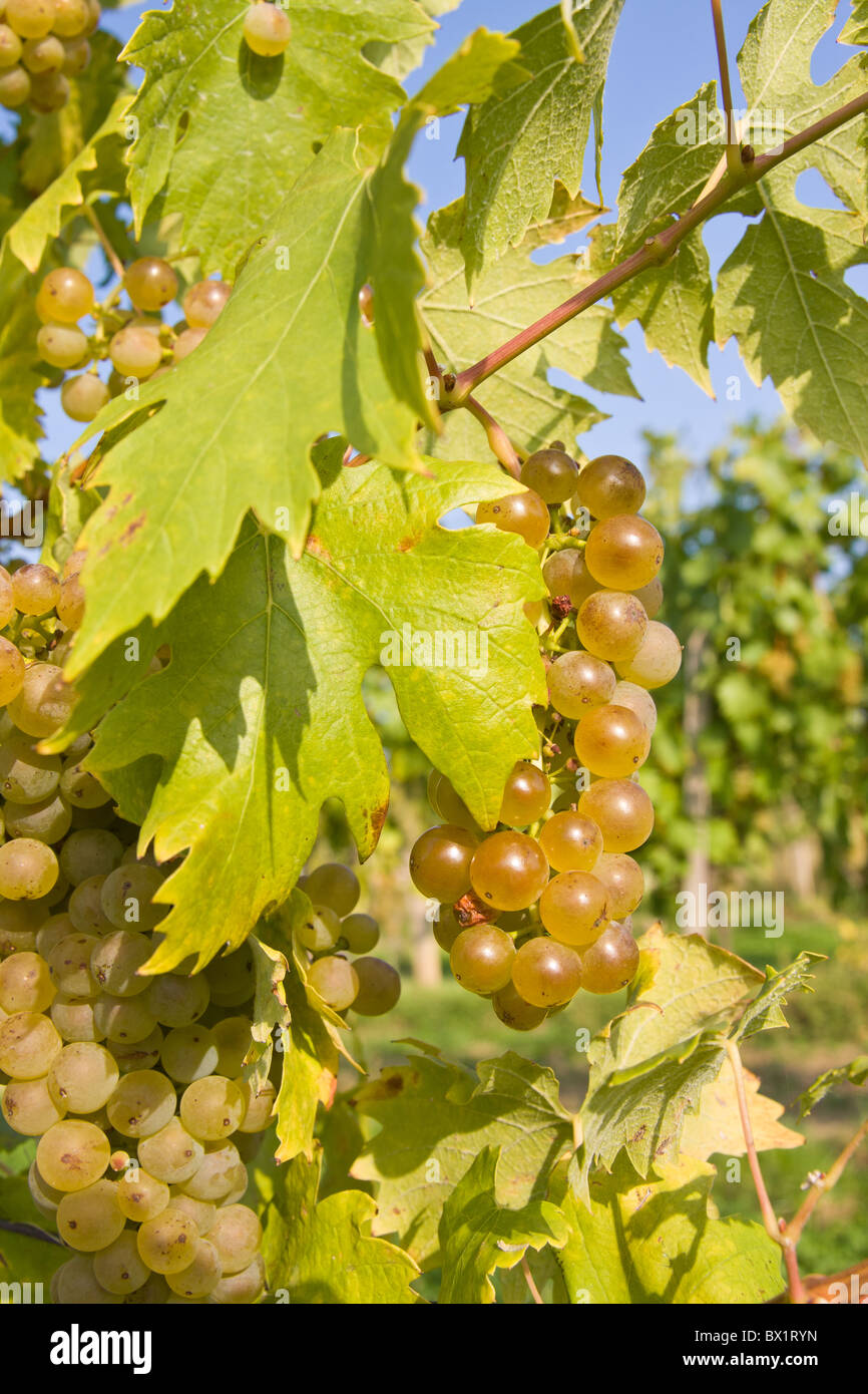 bunch of ripe grapes on grapevine right before harvest Stock Photo - Alamy