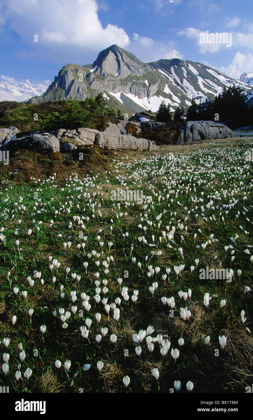 alpine Alps Bern Berne Bernese Alps Bernese Oberland broadness rock ...