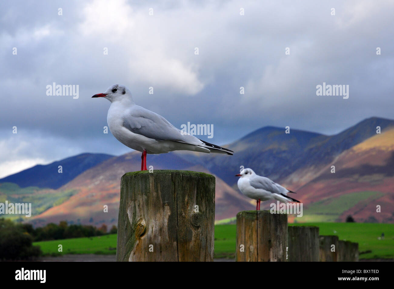 Gulls on the lake Derwentwater, Cumbria, England Stock Photo - Alamy