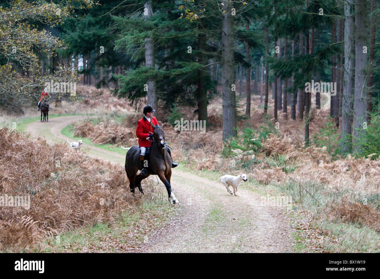 New Forest Hounds High Resolution Stock Photography and Images - Alamy