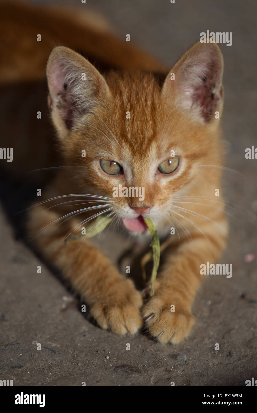 kitten chewing on stalk of plant Stock Photo - Alamy