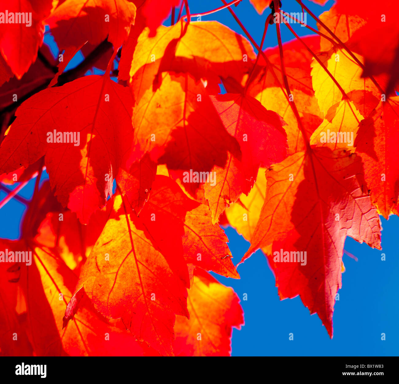 Fall colors in parks hi-res stock photography and images - Alamy