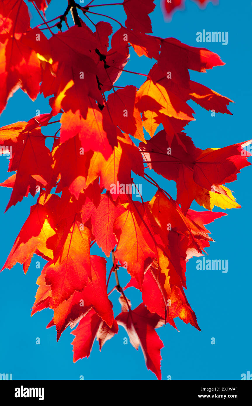 Leaves in fall colors hi-res stock photography and images - Alamy