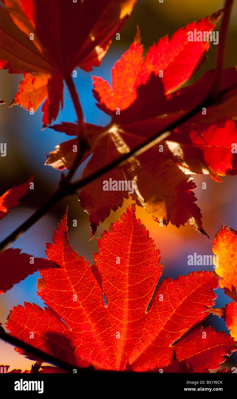 Gum trees usa hi-res stock photography and images - Alamy