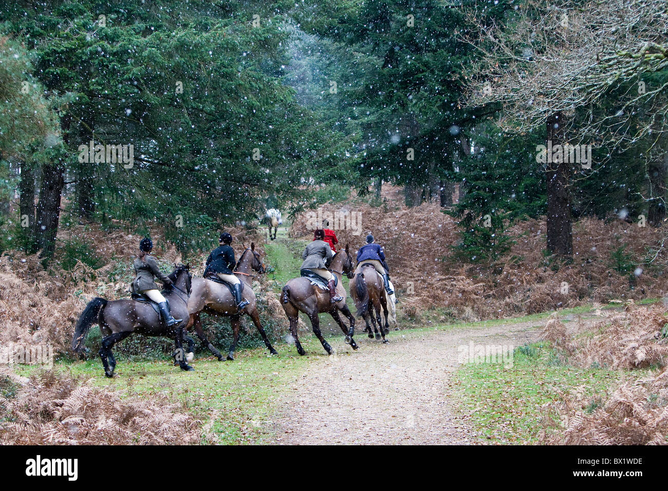 New Forest Foxhounds and hunt Stock Photo - Alamy