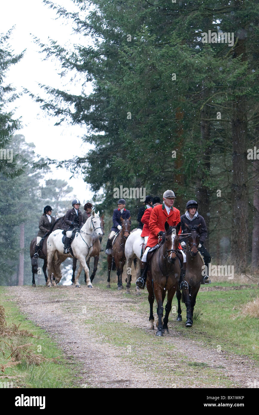 New Forest Foxhounds and hunt Stock Photo - Alamy