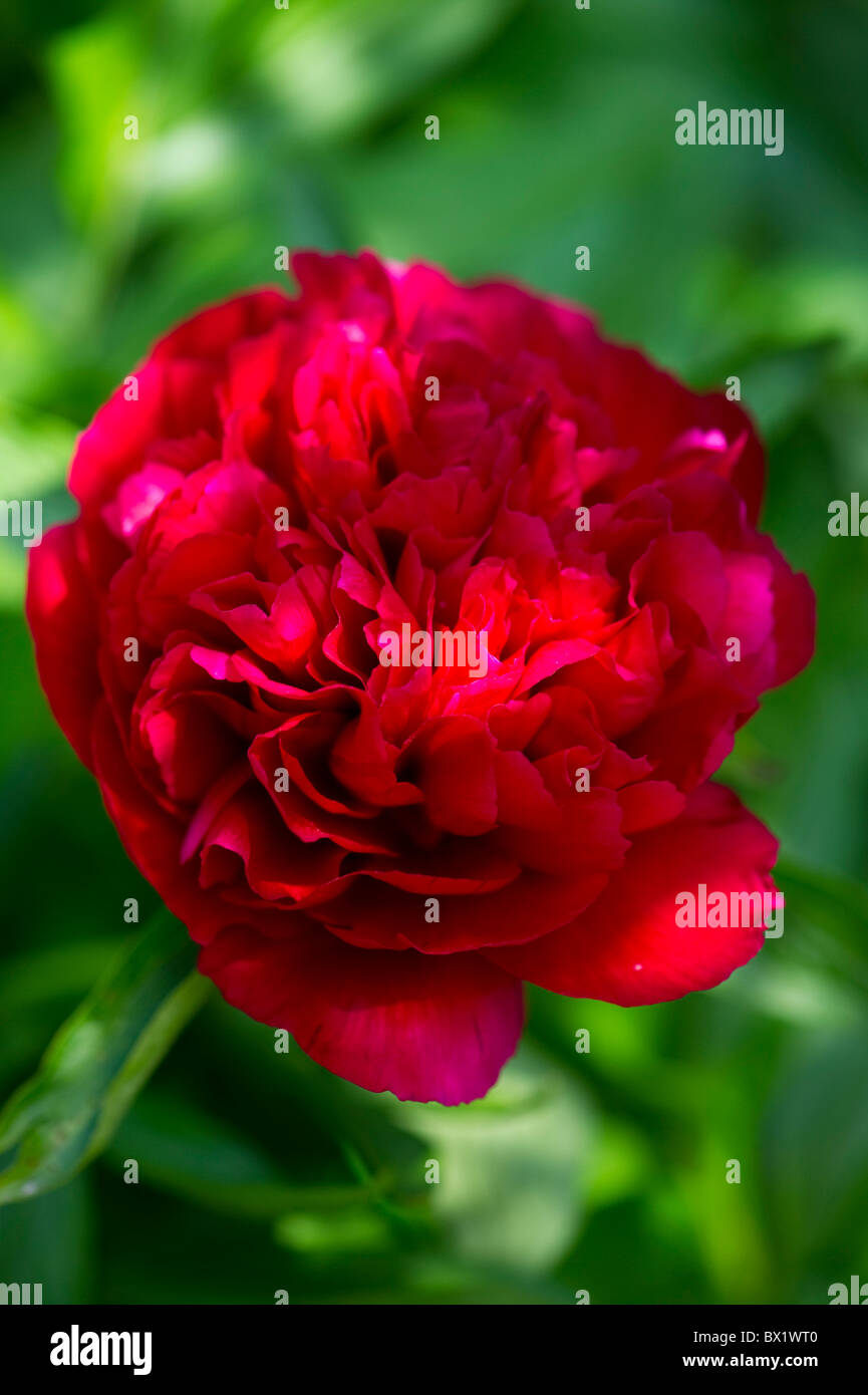 Red Begonia High Resolution Stock Photography and Images - Alamy