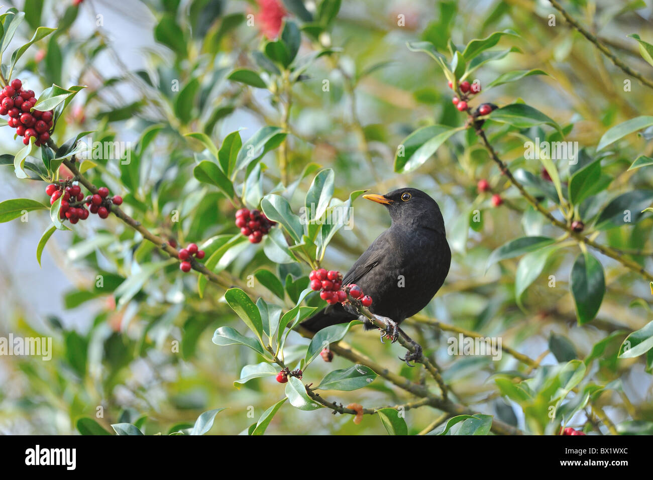 Blackbird Eating Holly Berry High Resolution Stock Photography and ...