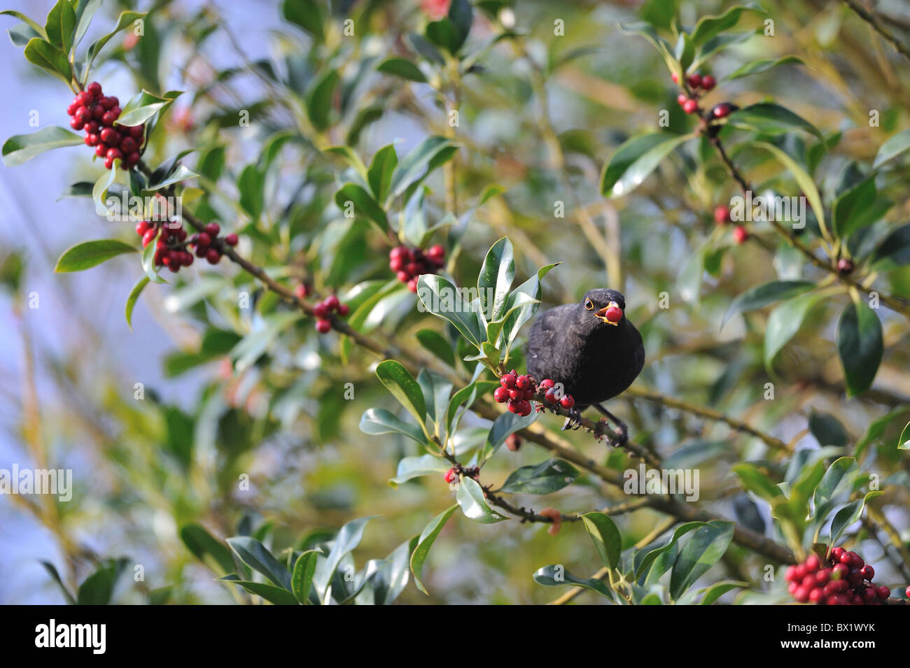 Blackbird eating holly berry hi-res stock photography and images - Alamy